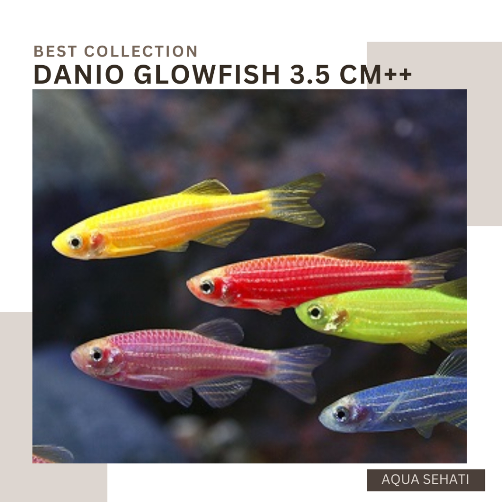 Jual Ikan Hias Zebra Danio Aquarium Aquascape khusus instant GOJEK/grab ...