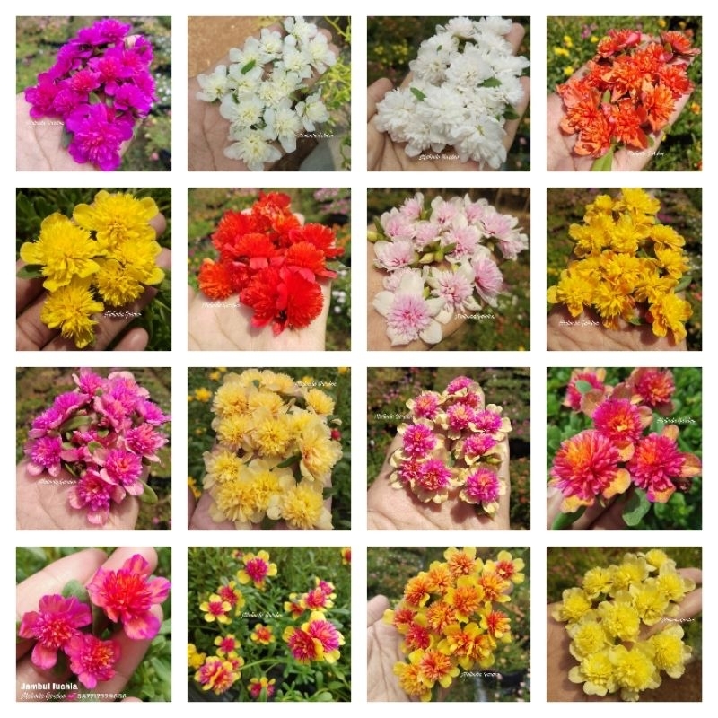 Jual bunga krokot import jambul aneka warna lengkap jambul putih jambul ...