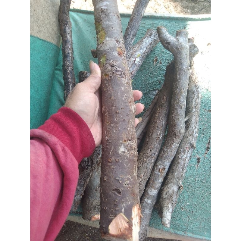 Jual kayu setigi Karimun Jawa | Shopee Indonesia