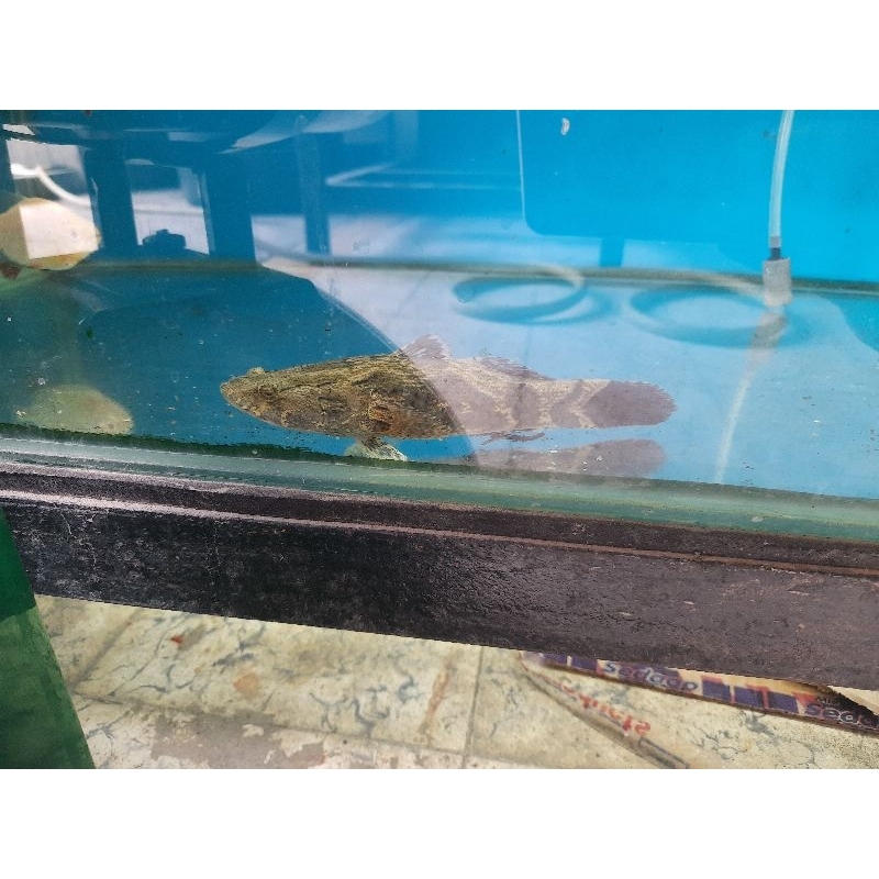 Jual Ikan Betutu Ikan gabus malas ikan sun hok 12-15 cm | Shopee Indonesia