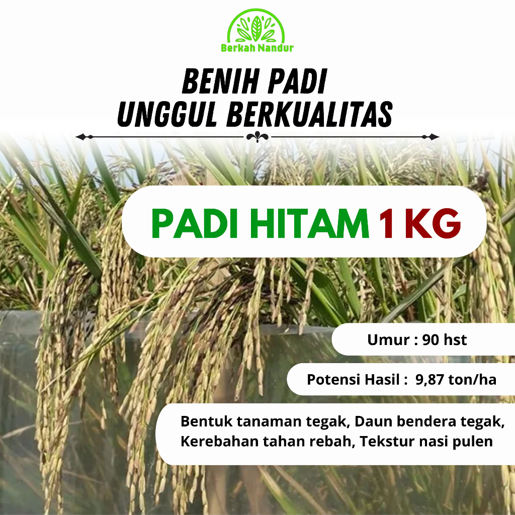 Jual Benih Padi Hitam 1 kg Padi Unggul | Shopee Indonesia