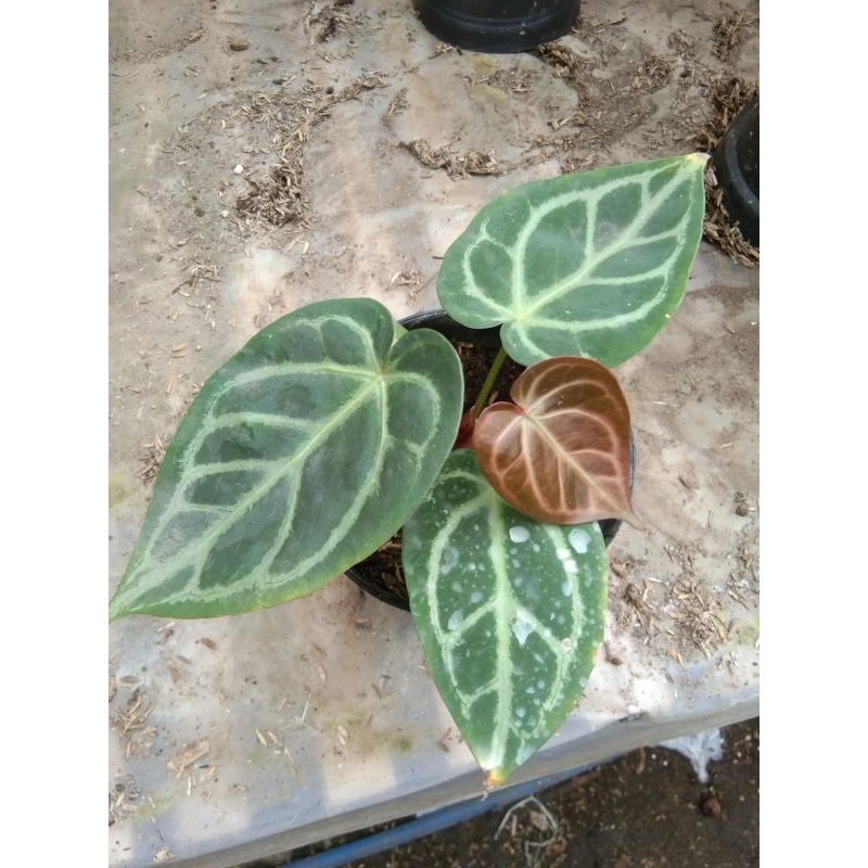 Jual tanaman hias anthurium dorayaki silver | Shopee Indonesia