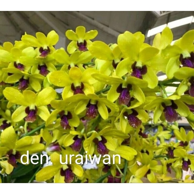 Jual Anggrek dendrobium id kuning vro , pot tanah, kondisi spike-mekar ...