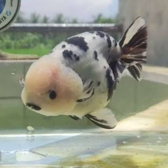 Jual Ikan Hias Ranchu Rancu Sapi Ikan Air Tawar Aquarium Kolam | Shopee ...