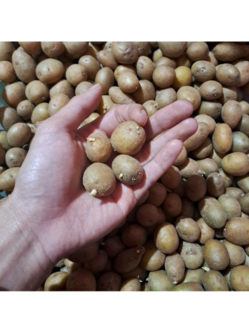 Jual benih kentang granola knol/g0 isi 500 butir | Shopee Indonesia
