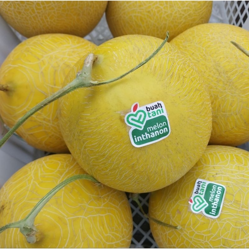 Jual Melon Inthanon manis | Shopee Indonesia