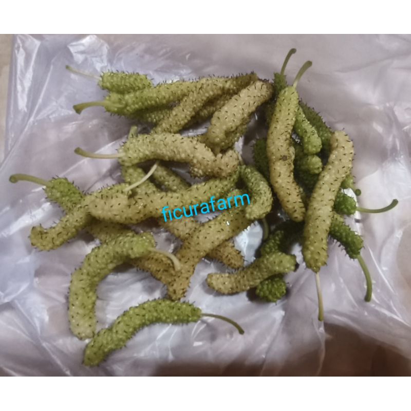 Jual bibit White Long Murbei aroma vanila asli | fresh cutting batang ...