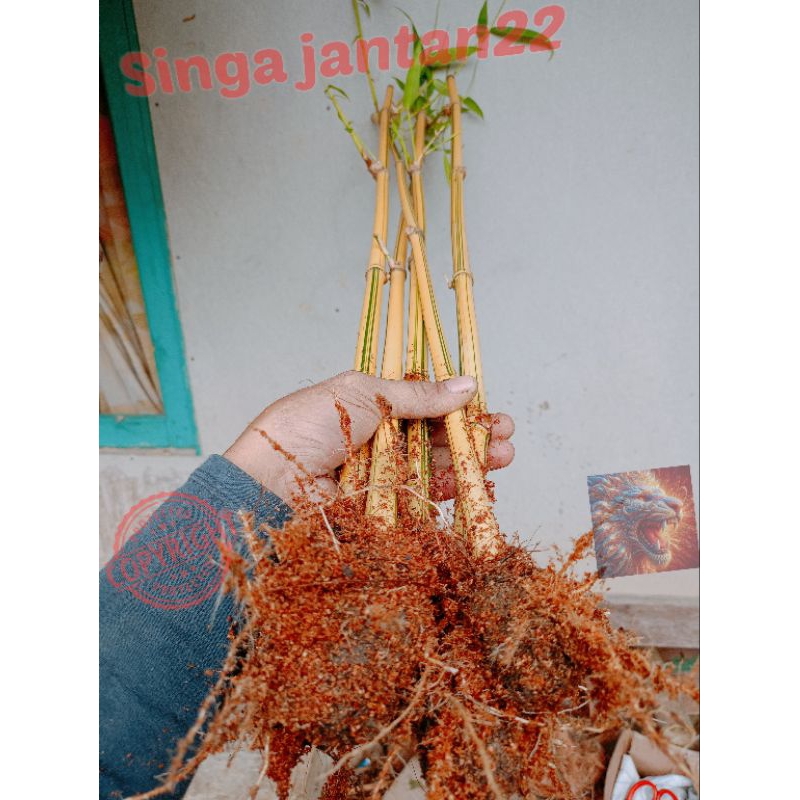Jual Pring kuning hias siap tanam 50 cm bambu kuning siap tanam ...