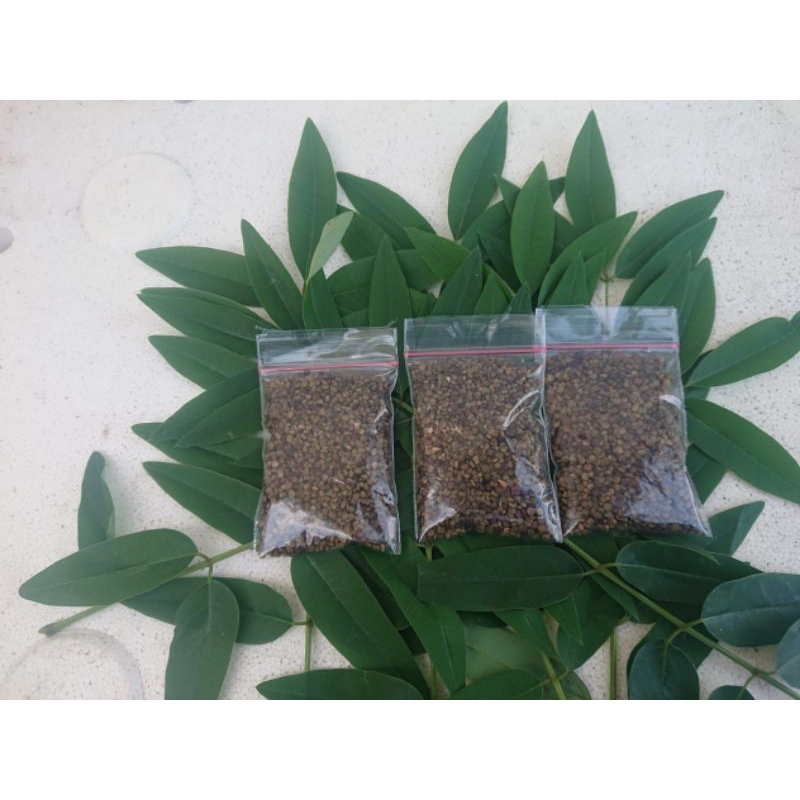Jual benih indigofera super murah protein paling tinggi | Shopee Indonesia