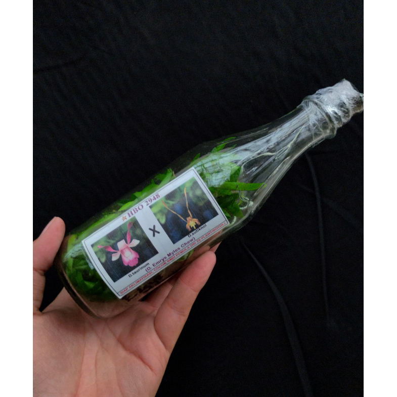 Jual Bibit Botol Dendrobium taurinum x Dendrobium sutiknoi (Register ...