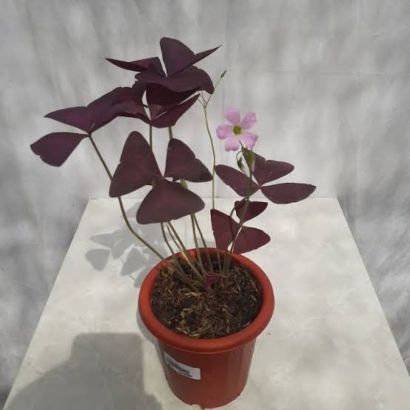 Jual bunga Oxalis Triangularis ungu kupu-kupu 'Atropurpurea' | Shopee ...