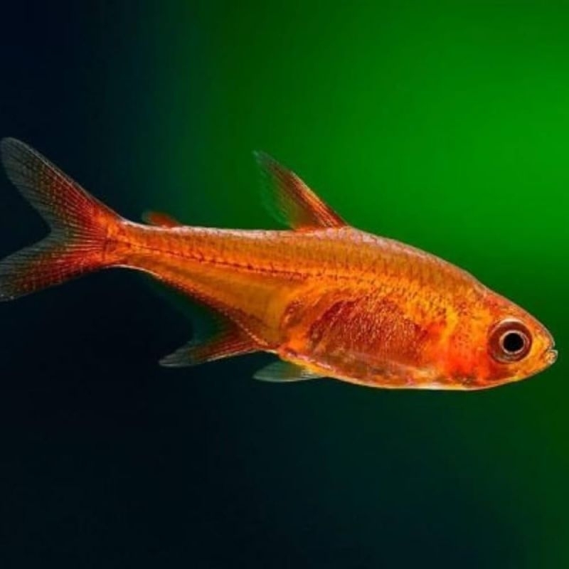 Jual hiasan aquarium amandae tetra/ember tetra 10 | Shopee Indonesia