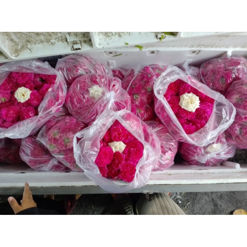 Jual 100 pcs mawar segar fress baru petik | Shopee Indonesia