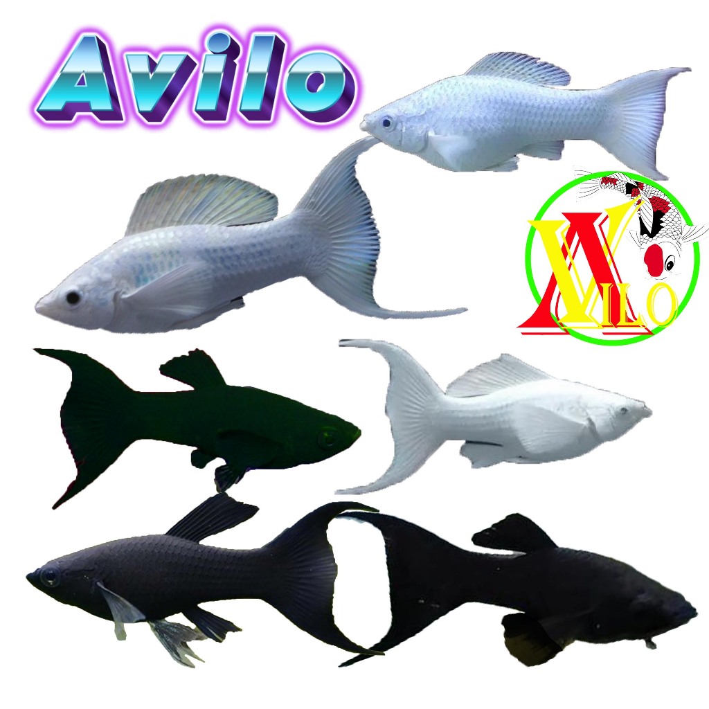 Jual paket 10 ekor ikan hias molly panjang ekor cagak cawang rendom ...