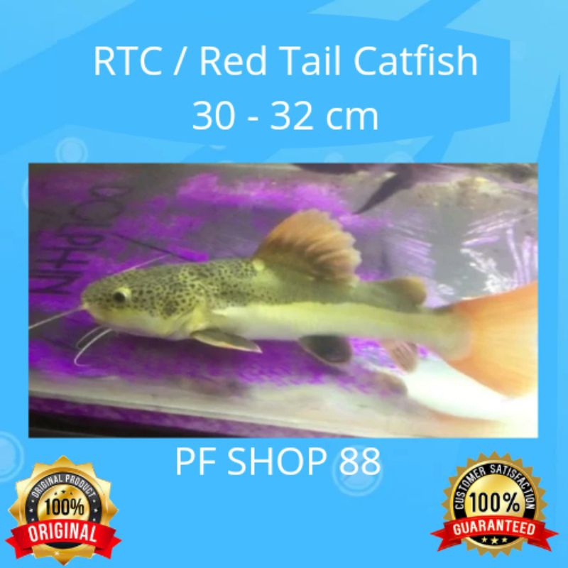 Jual Ikan hias RTC Red Tail Catfish 30 - 32 cm | Shopee Indonesia