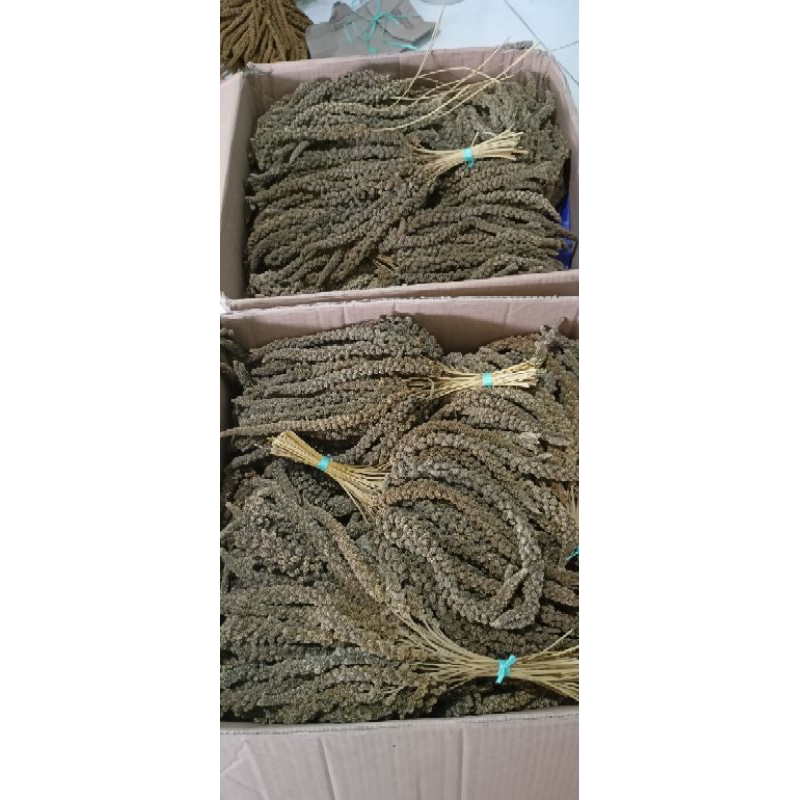 Jual 1Kg jewawut hitam, milet foxtail | Shopee Indonesia