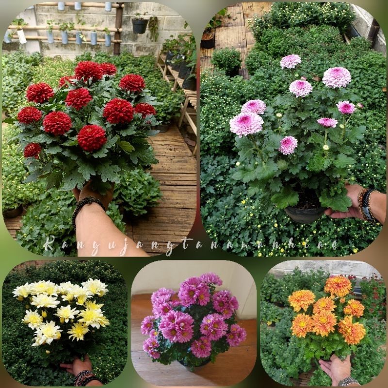 Jual TANAMAN HIDUP BUNGA KRISAN ASTER 1 PAKET 1SI 5 WARNA | Shopee Indonesia