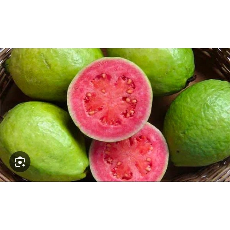 Jual Jambu Merah Kristal Lokal 500 Gram Langka Segar Baru Petik ...