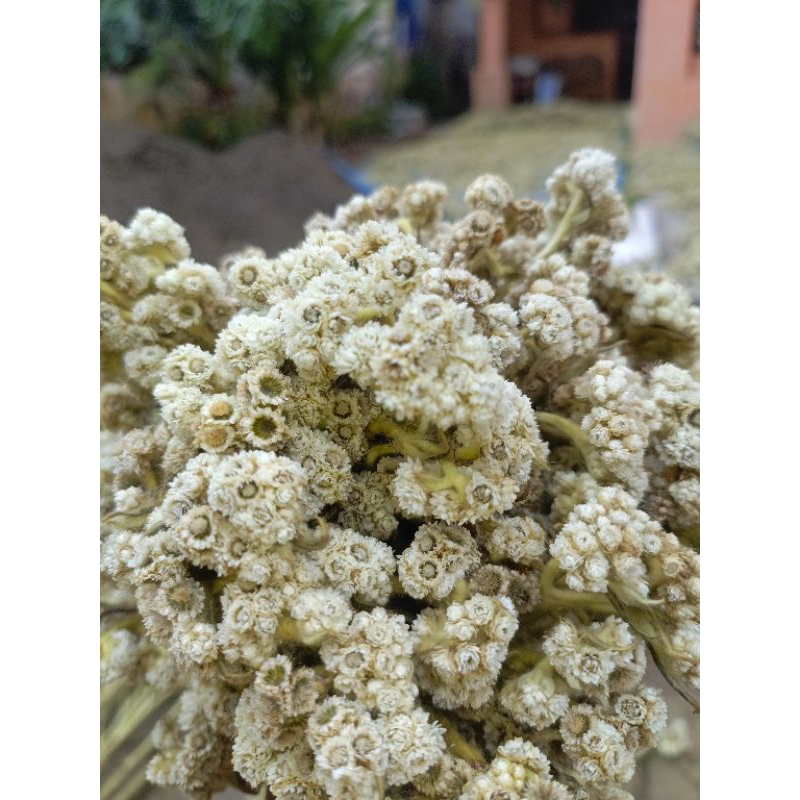 Jual Bunga edelweiss bromo/Bunga abadi | Shopee Indonesia