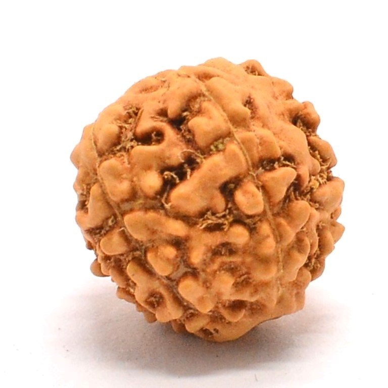 Jual BIJI JENITRI 1KG Rudraksha Jenitri 1Kg Grade A Motif | Shopee ...