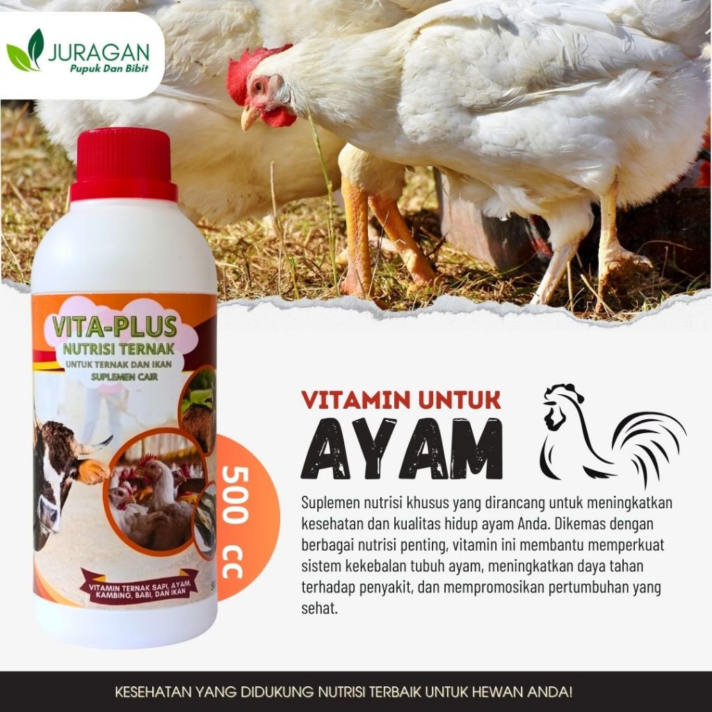 Jual Vitamin Ayam Cepat Besar, Vitamin Ayam Broiler, Vitamin Ayam ...