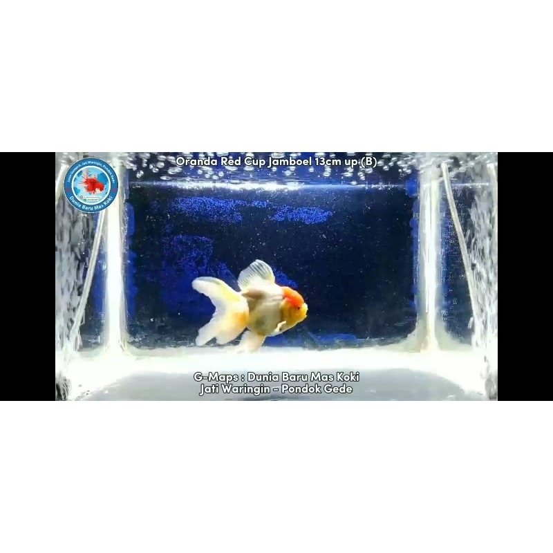 Jual Ikan Mas Koki Oranda Red Cup Jamboel 13cm up (B) | Shopee Indonesia