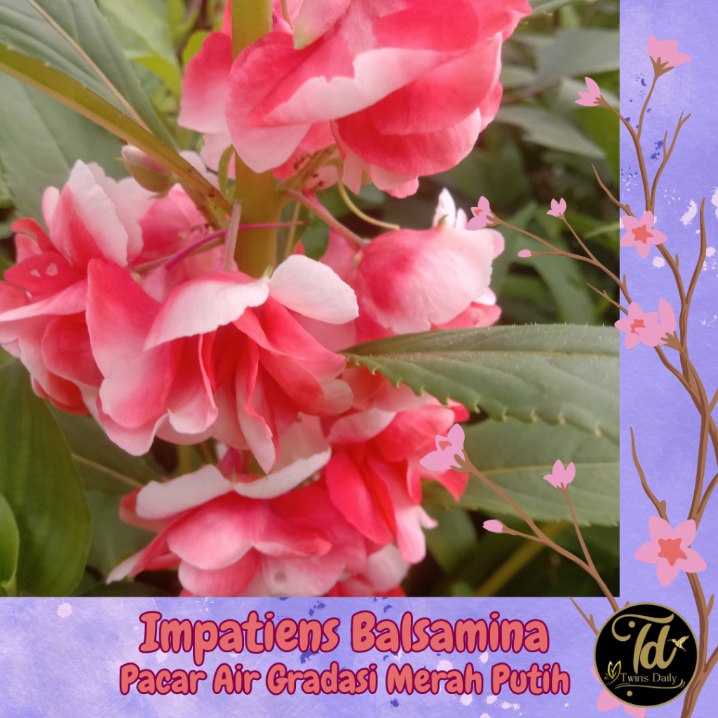Jual GG | 250 Benih Bunga Pacar Air Tumpuk Impatiens Balsamina Warna ...