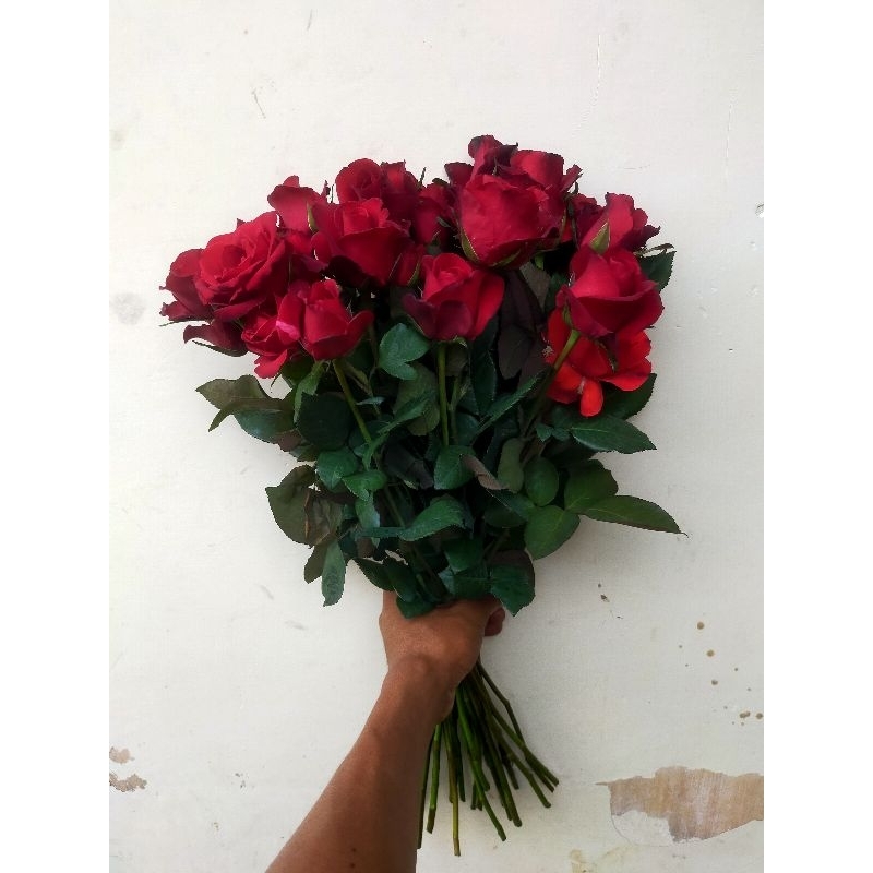 Jual Bunga Mawar Potong Segar Warna Merah.Gread B | Shopee Indonesia