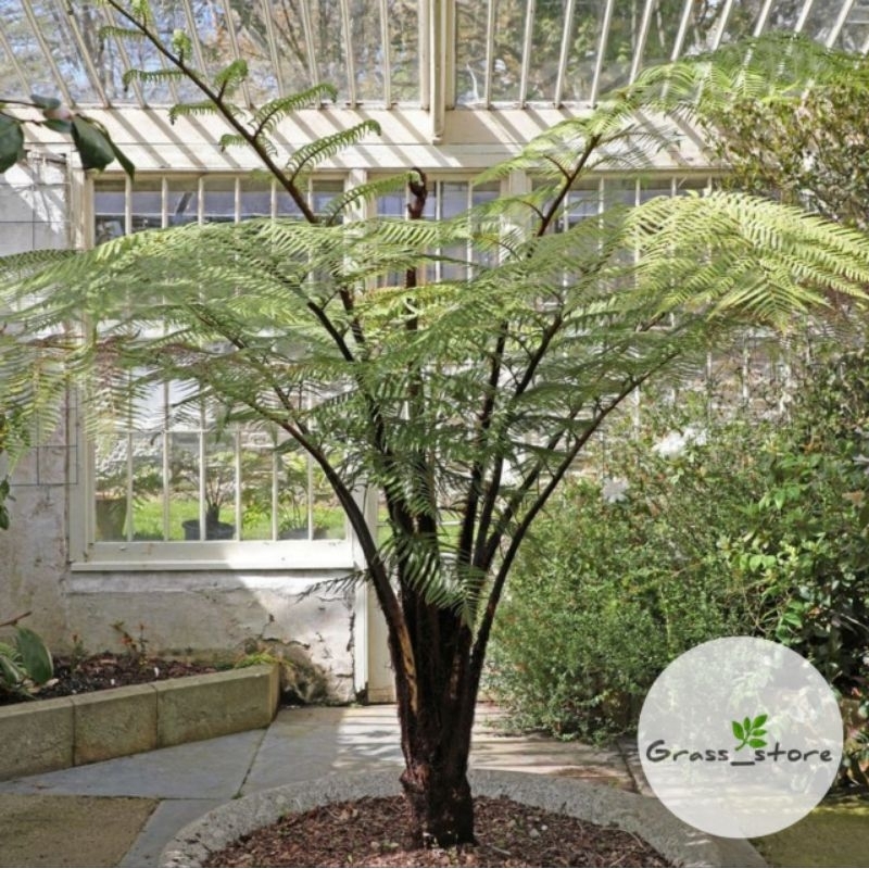 Jual Tanaman Pakis monyet 1 meter - tanaman hias pohon pakis peneduh ...