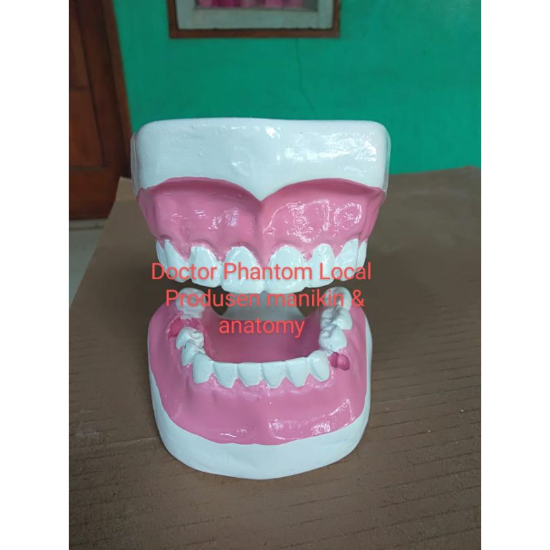 Jual Patung Gigi / Dental Study /Phantom gigi dewasa/ dental alat ...