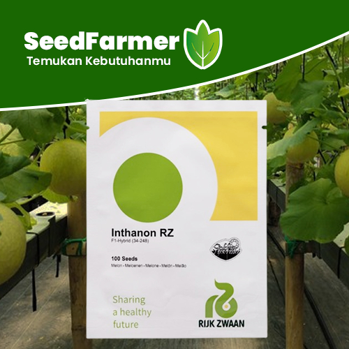 Jual Benih Bibit Melon INTHANON RZ Rijk Zwaan Isi 100 Butir Kemasan ...