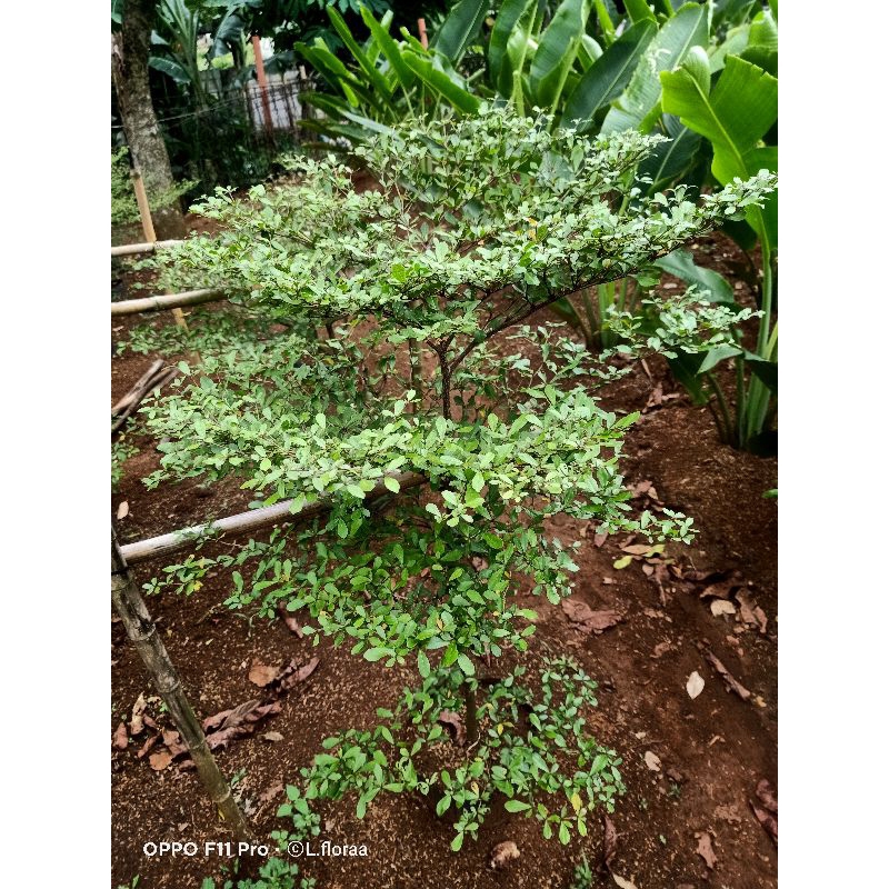 Jual (BISA COD) tanaman hias ketapang kencana 1Meter / pohon ketapang ...