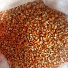 Jual Pakan Burung Merpati Jagung Kristal || Pakan Burung Dara ...