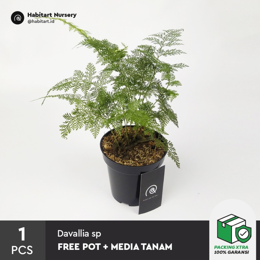 Jual Habitart - Davallia sp Tanaman hias epifit / Paludarium ...