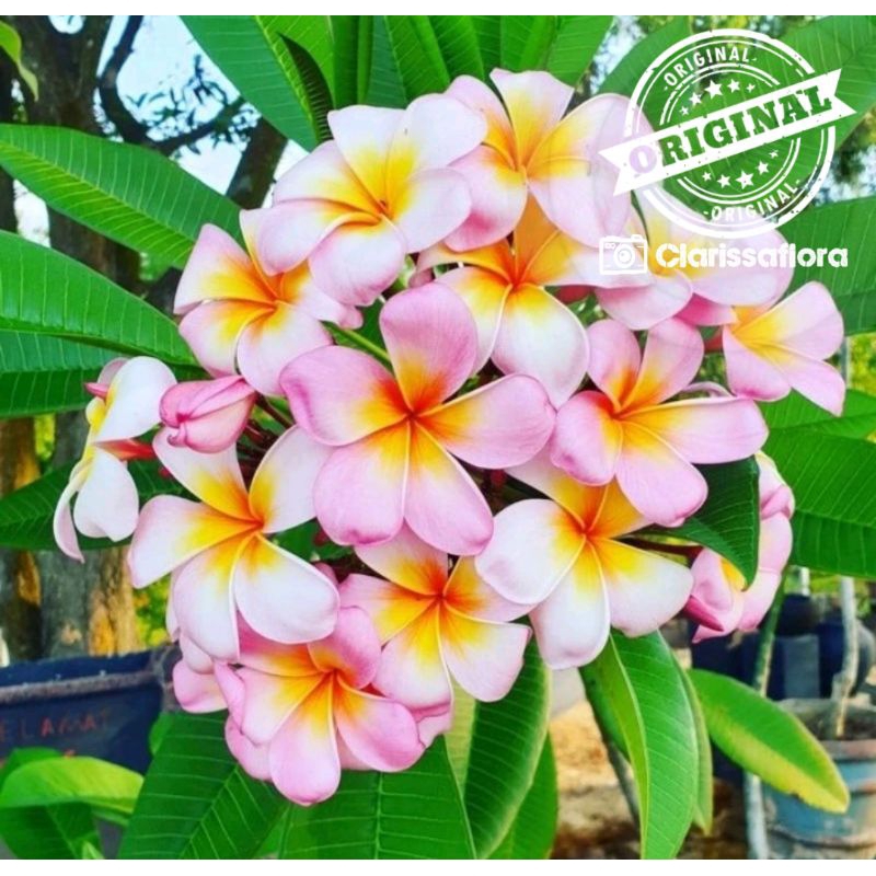 Jual PROMO Tanaman hias Kamboja Bali three color - pohon Kamboja Bali ...