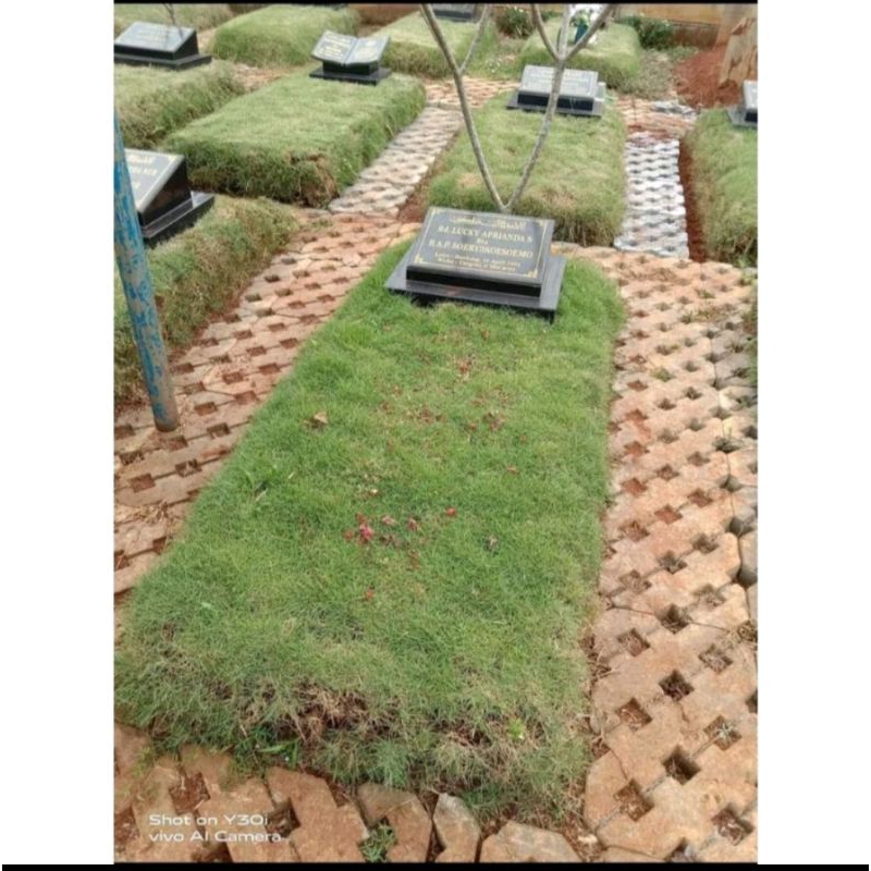 Jual Rumput Jepang makam 1meter/Taman makam | Shopee Indonesia