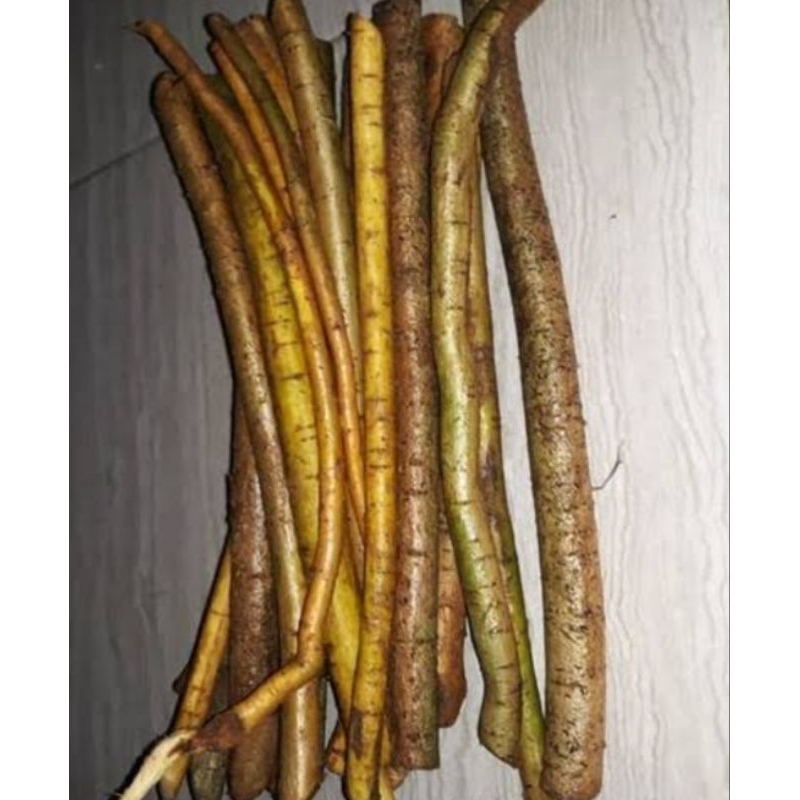 Jual Akar tuba segar / akar jenu segar pestisida organik 1 kg | Shopee ...