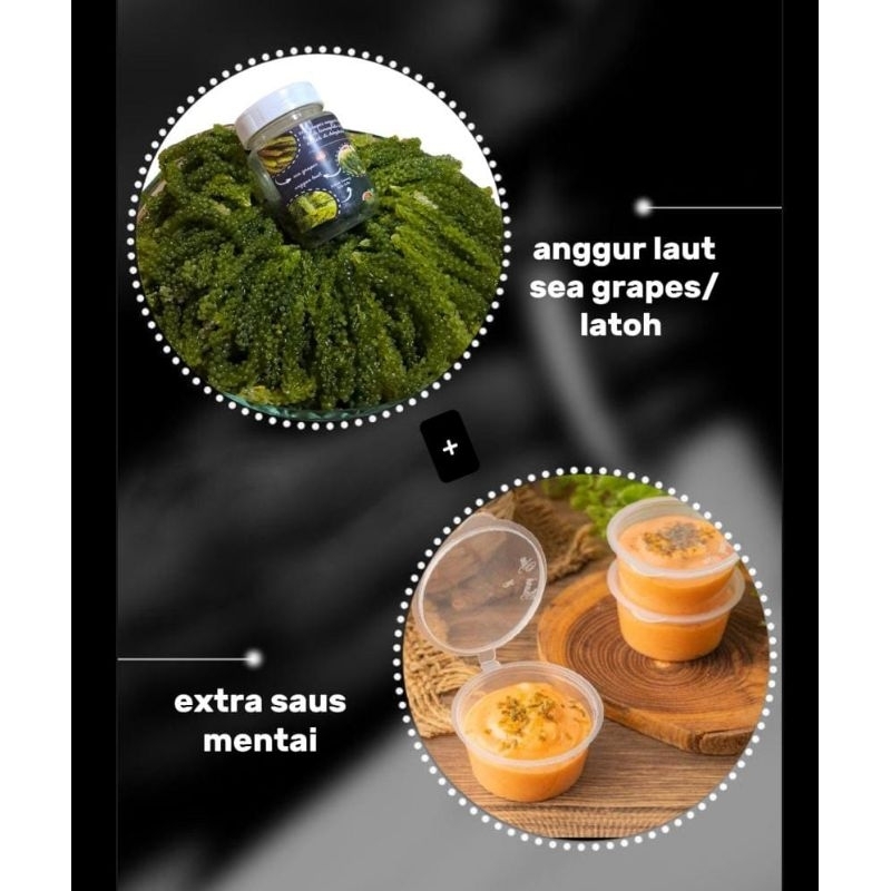 Jual Anggur laut Exsta saus mentai /Lukuk lumai /latoh latoh /green ...