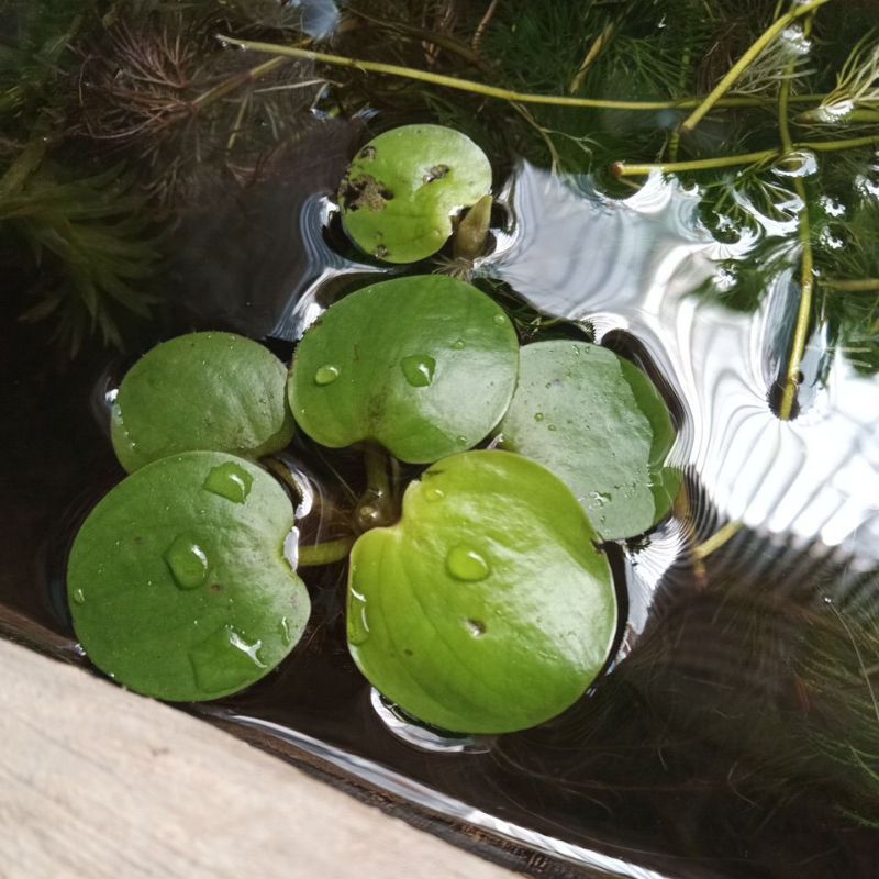 Jual Tanaman Amazon frogbit tanaman air apung | Shopee Indonesia
