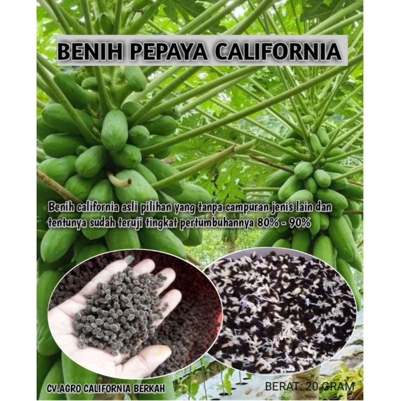 Jual BENIH BIJI PEPAYA CALIFORNIA 20GRAM (SETIAP PEMBELIAN 3 PICIS ...