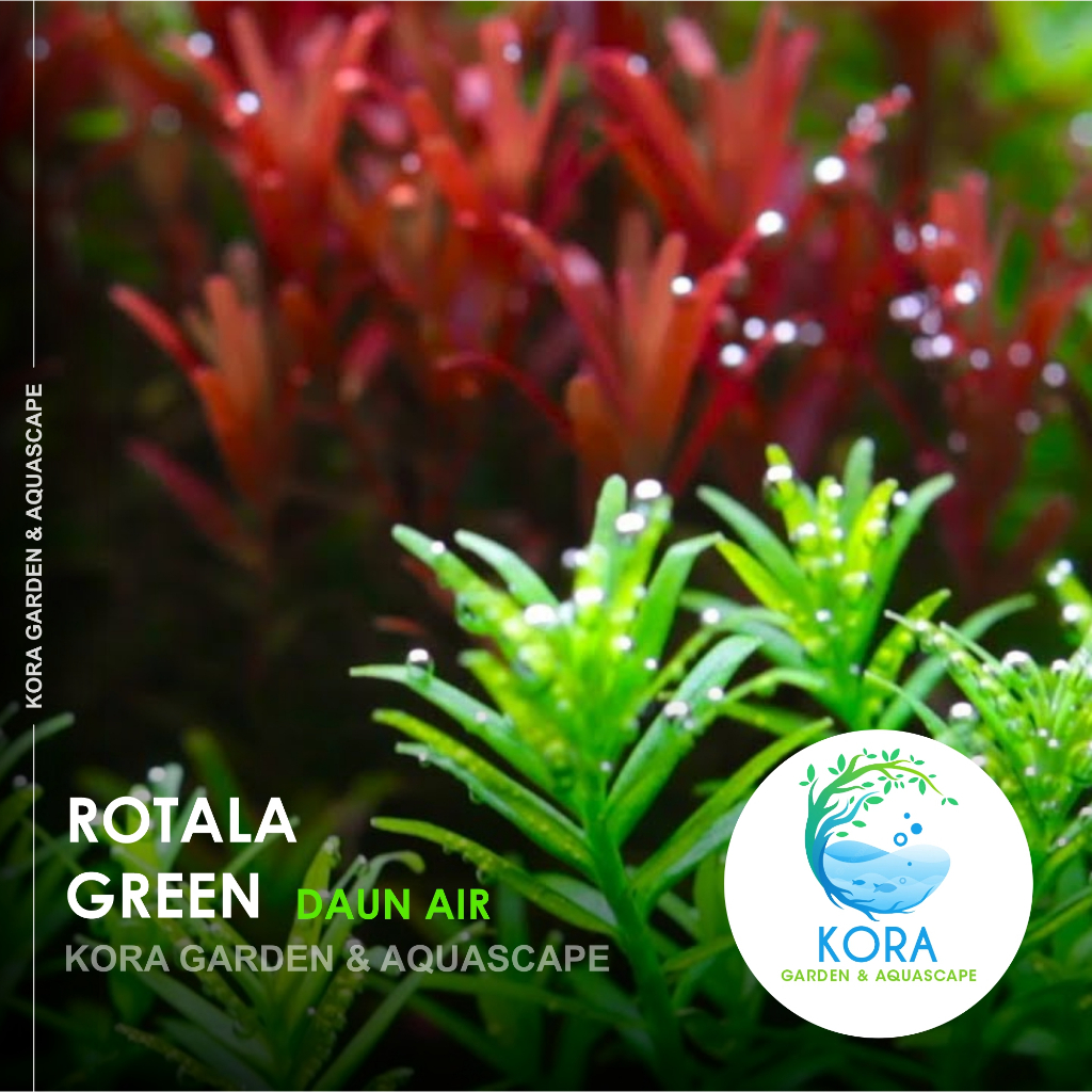 Jual Rotala Green - Tanaman Air Aquascape / Aquarium | Shopee Indonesia