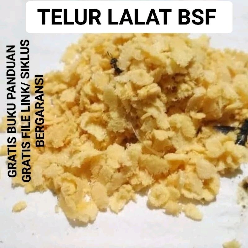 Jual Telur lalat magot bsf termurah dan bergaransi per½ gram | Shopee ...