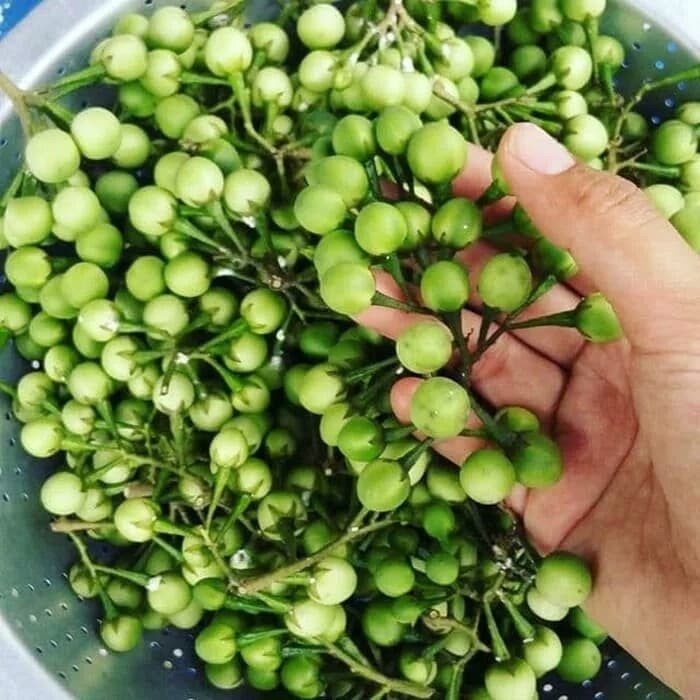 Jual TAKOKAK CEPOKAK/RIMBANG/TERUNG PIPIT SEGAR bisa cod FA 250 gram ...