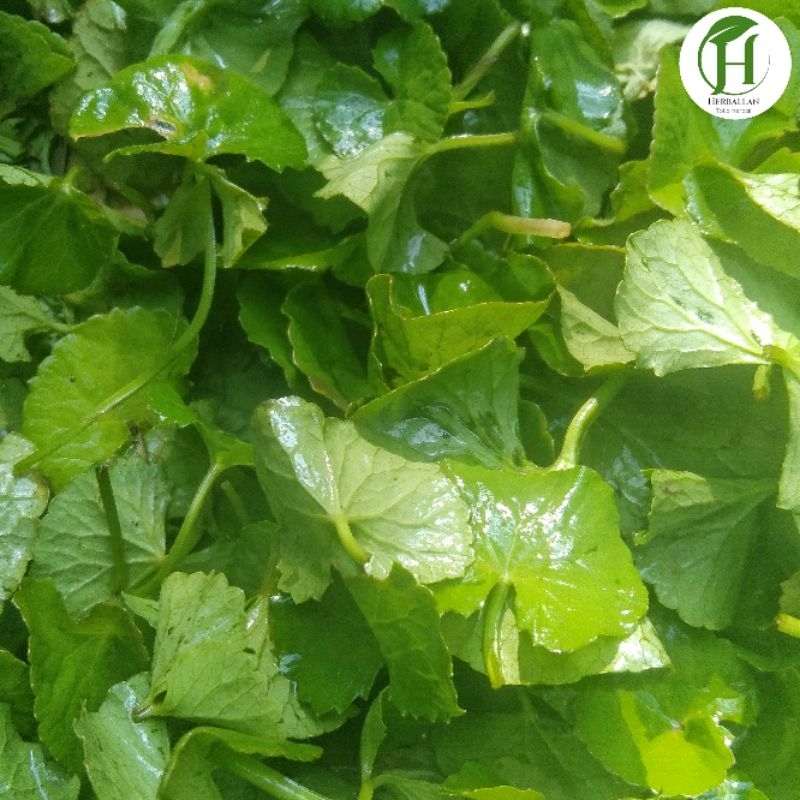 Jual Daun pegagan / antanan segar murni tanpa batang dan akar 250 gram ...