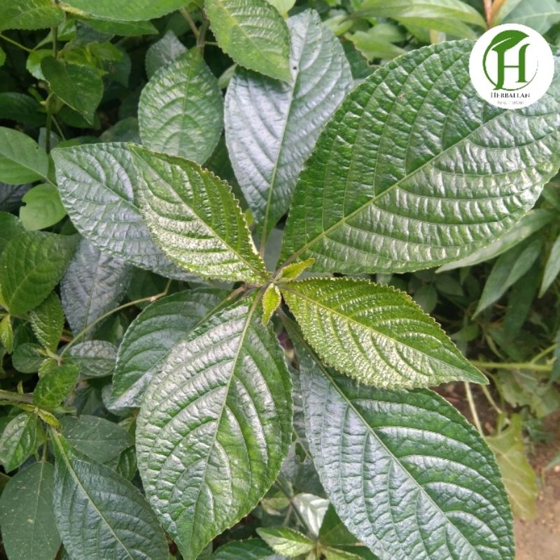 Jual DAUN KEJI BELING SEGAR 1 Kg | Shopee Indonesia