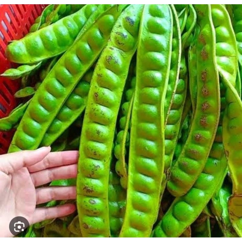 Jual Petai 20 Sisir Satu Gedeng Segar Lalab Sayur Obat Herbal ...