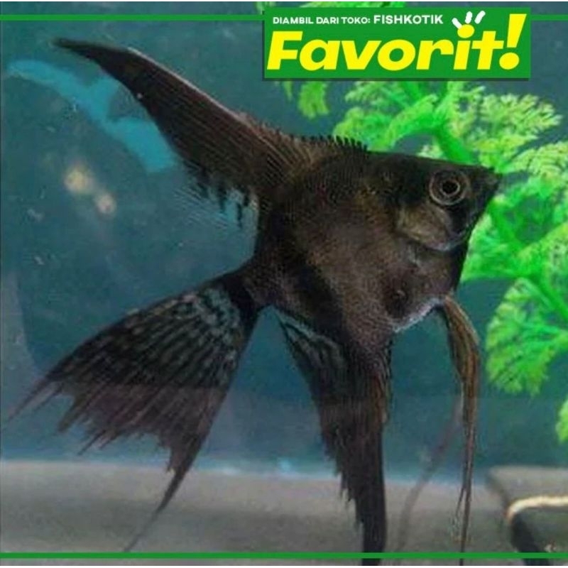 Jual Paket koloni (isi 10) Manfish Black Slayer Ikan Hias Aquascape ...