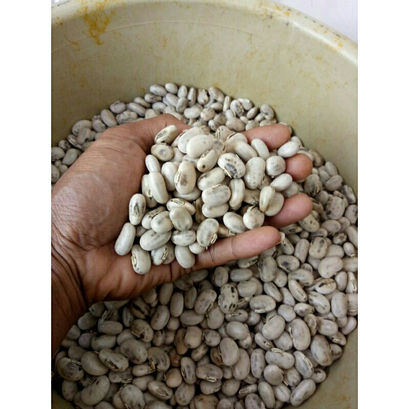 Jual Biji kacang koro benguk 1kg (Mucuna pruriens) | Shopee Indonesia