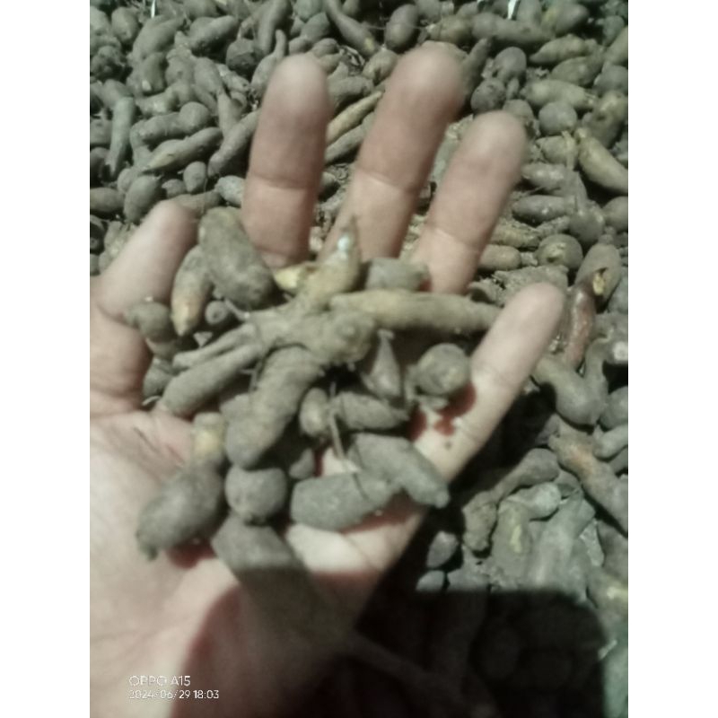 Jual bibit kentang klici / kentang hitam yang agak kecil kecil 1kg ...
