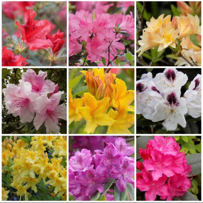 Jual PROMO TERMURAH!!! paket tanaman hias azalea BUNGA AZALEA ...